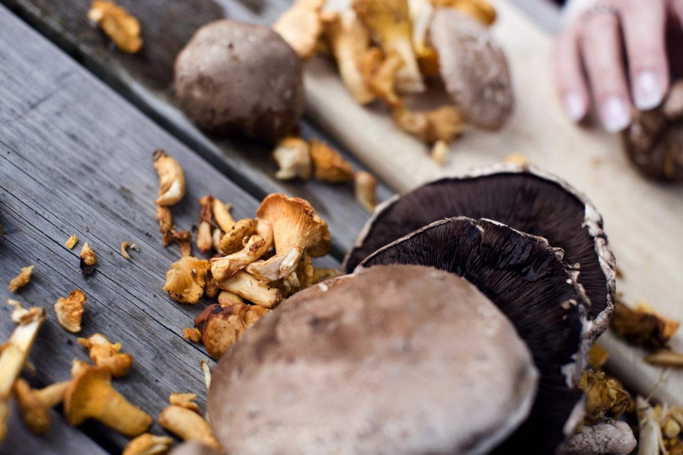 Mushroom week | Visitvesterhavet